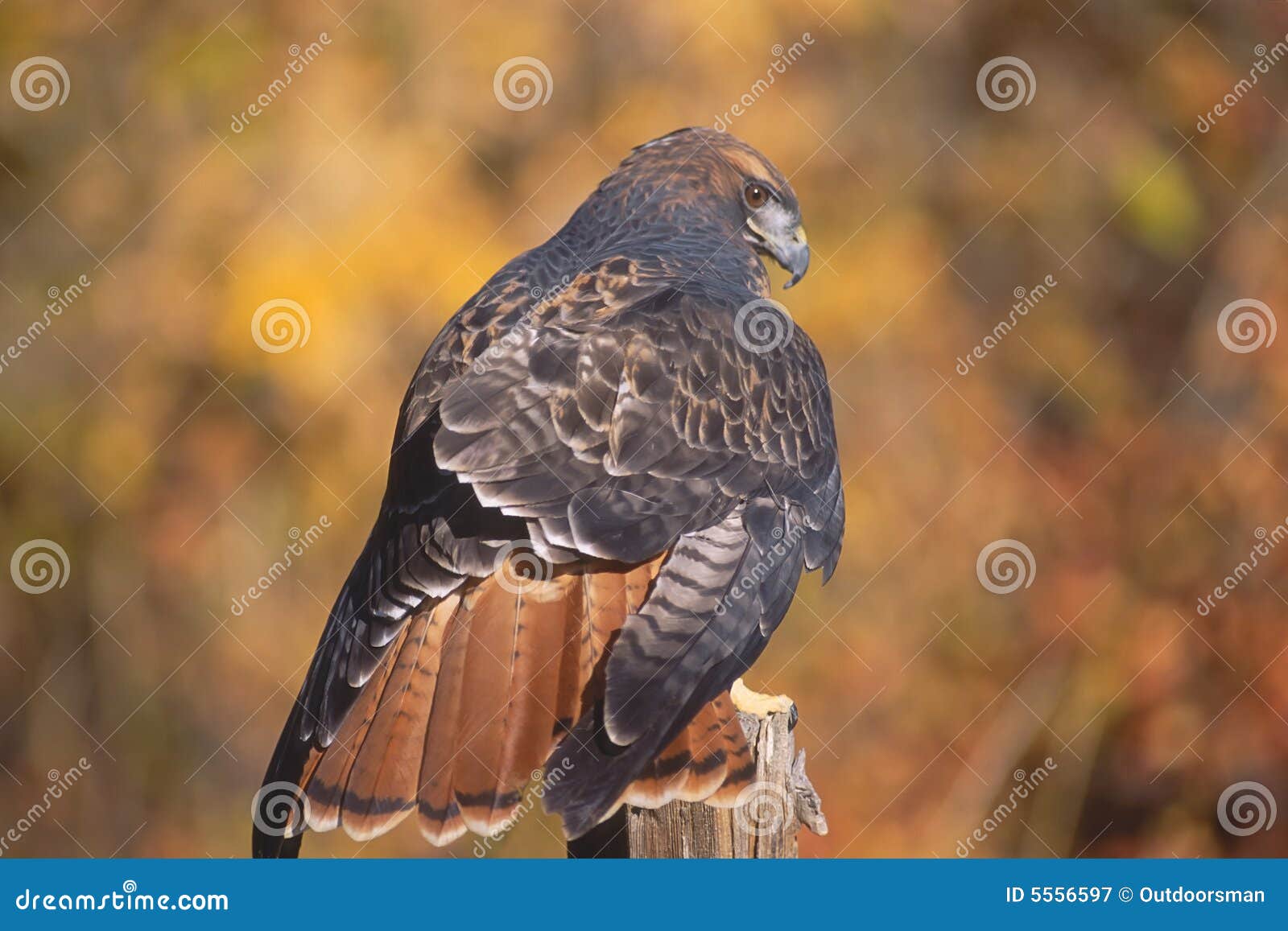 Red tailed hawk portrait stock image. Image of prey, hawk - 5556597