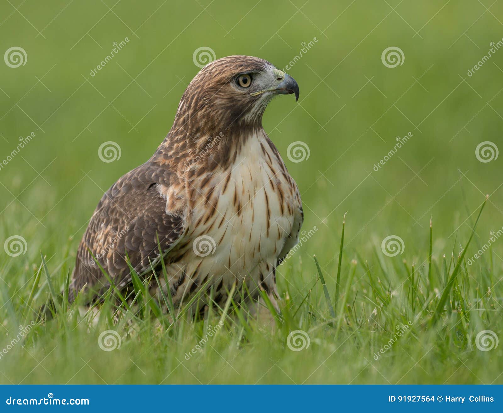 Red Tailed Hawk stock photo. Image of flight, florida - 91927564