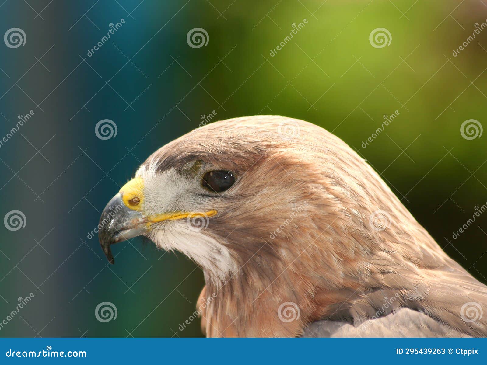 Red-Tailed Hawk Portrait with Blurred Background in Indianapolis, in ...