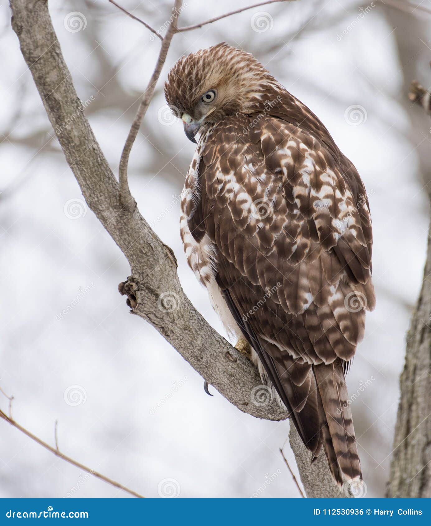 Red Tailed Hawk Portrait stock photo. Image of florida - 112530936