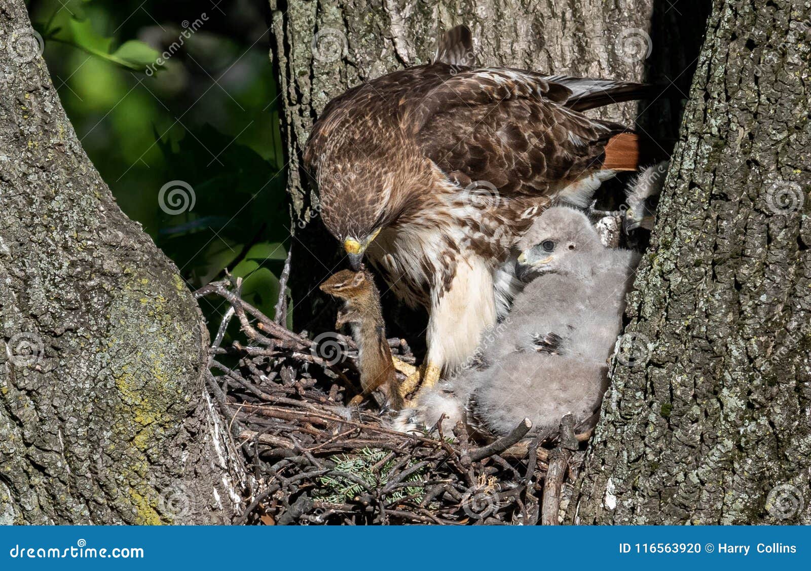 Red Tail Hawk Nest