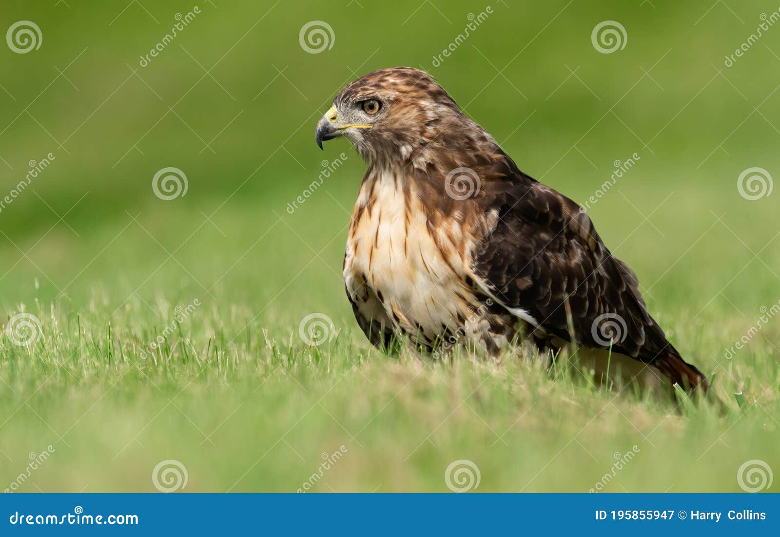 A Red-tailed Hawk Portrait stock image. Image of female - 195855947