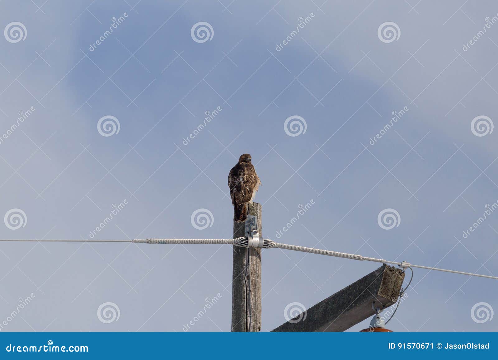 Red-Tailed Hawk on Power Pole Stock Image - Image of hawk, line: 91570671