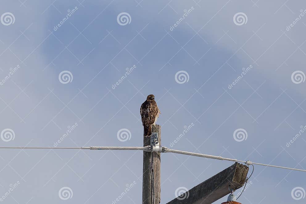 Red-Tailed Hawk on Power Pole Stock Image - Image of hawk, line: 91570671