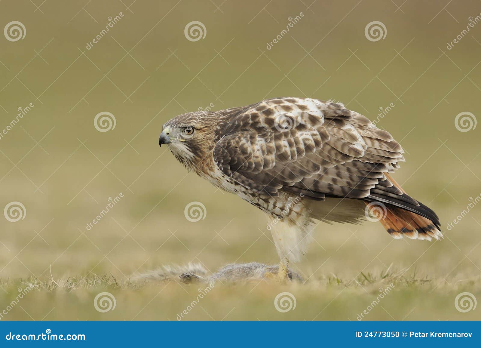 Red tailed hawk with prey stock photo. Image of hawk - 24773050
