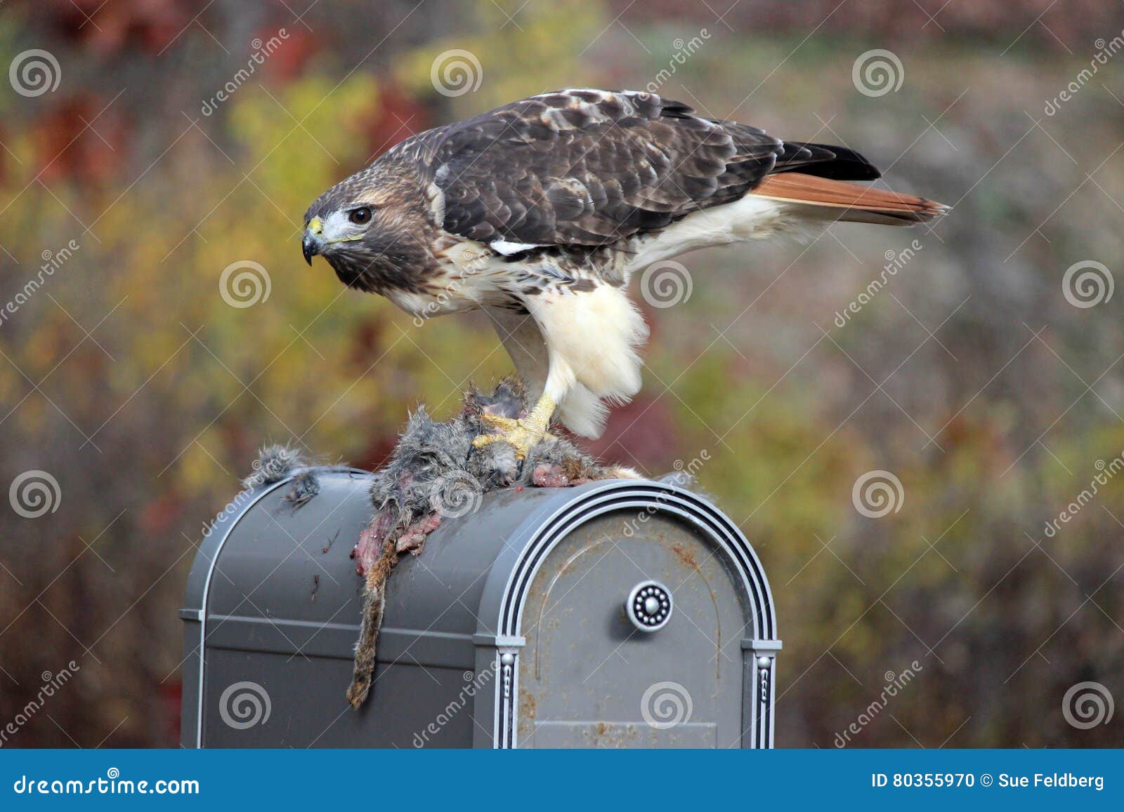 Red Tailed Hawk with Prey stock photo. Image of predator - 80355970