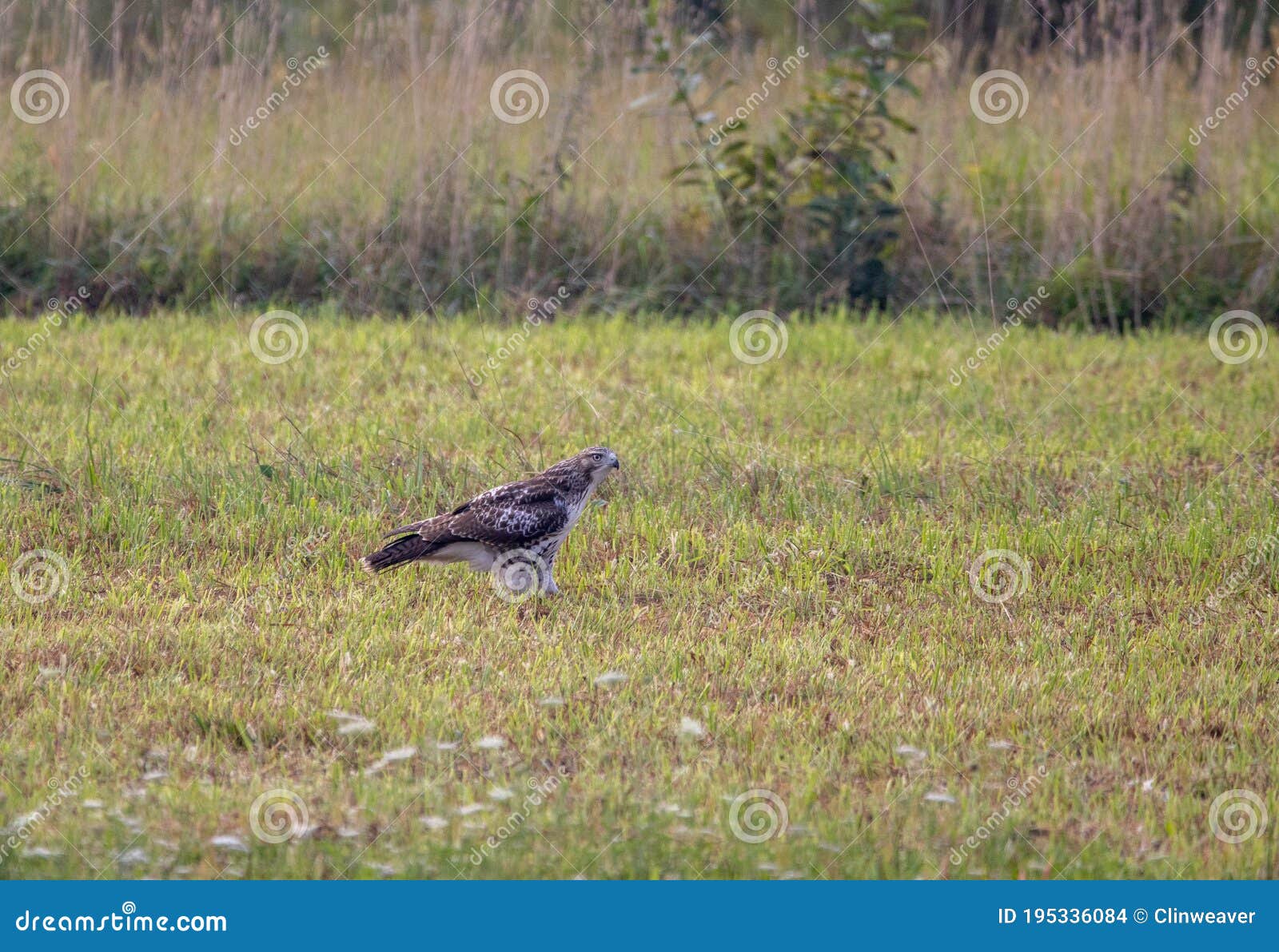 Red Tailed Hawk with Prey stock photo. Image of wing - 195336084