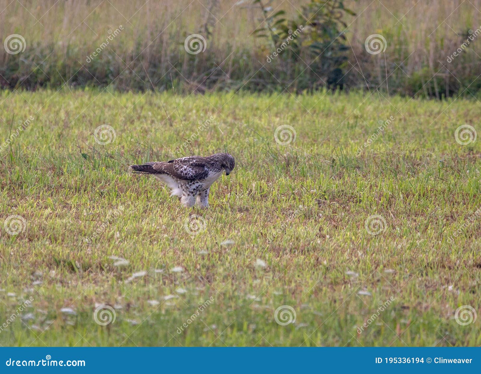 Red Tailed Hawk with Prey stock photo. Image of america - 195336194