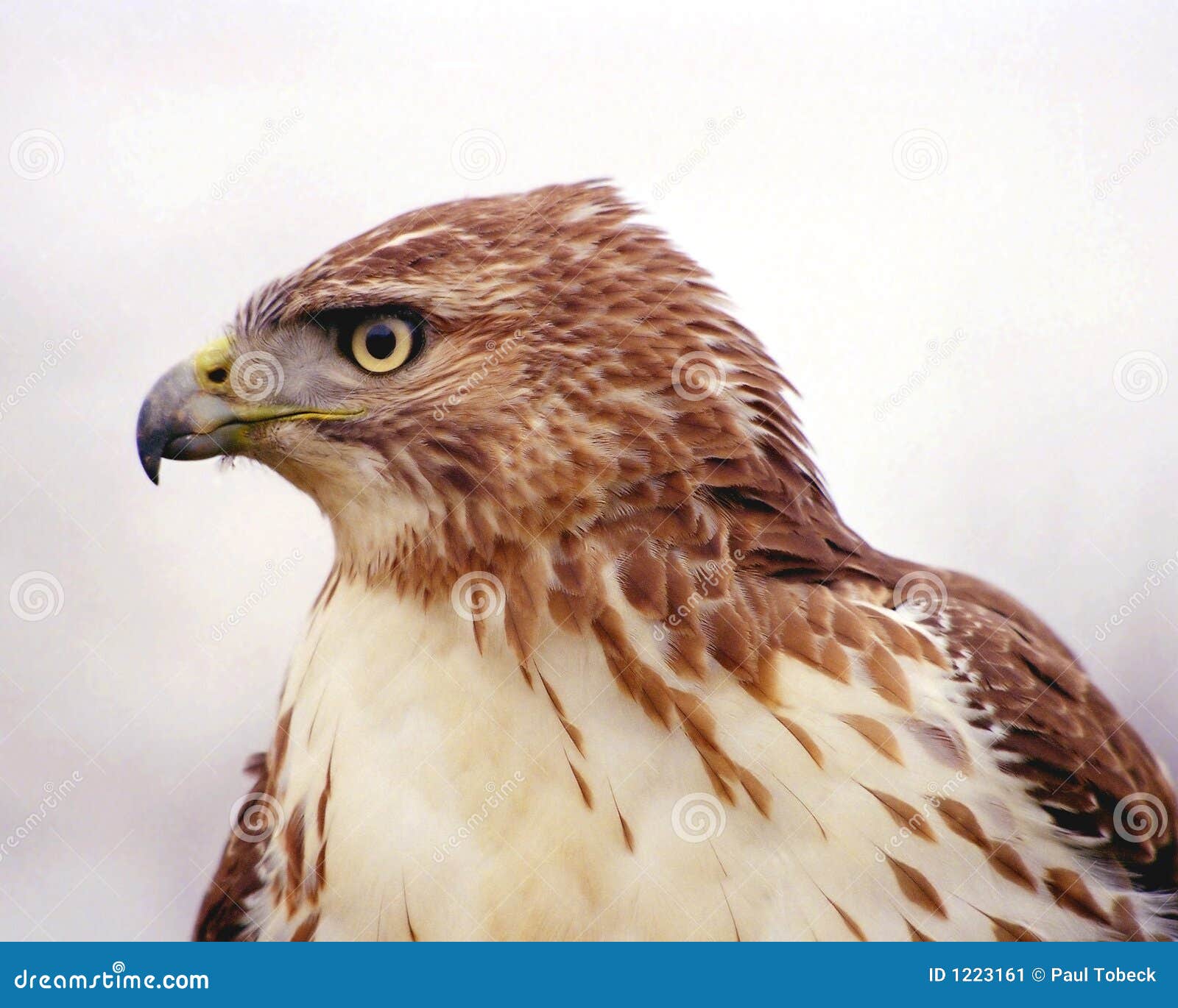 Red-Tailed Hawk Profile stock image. Image of close, portrait - 1223161