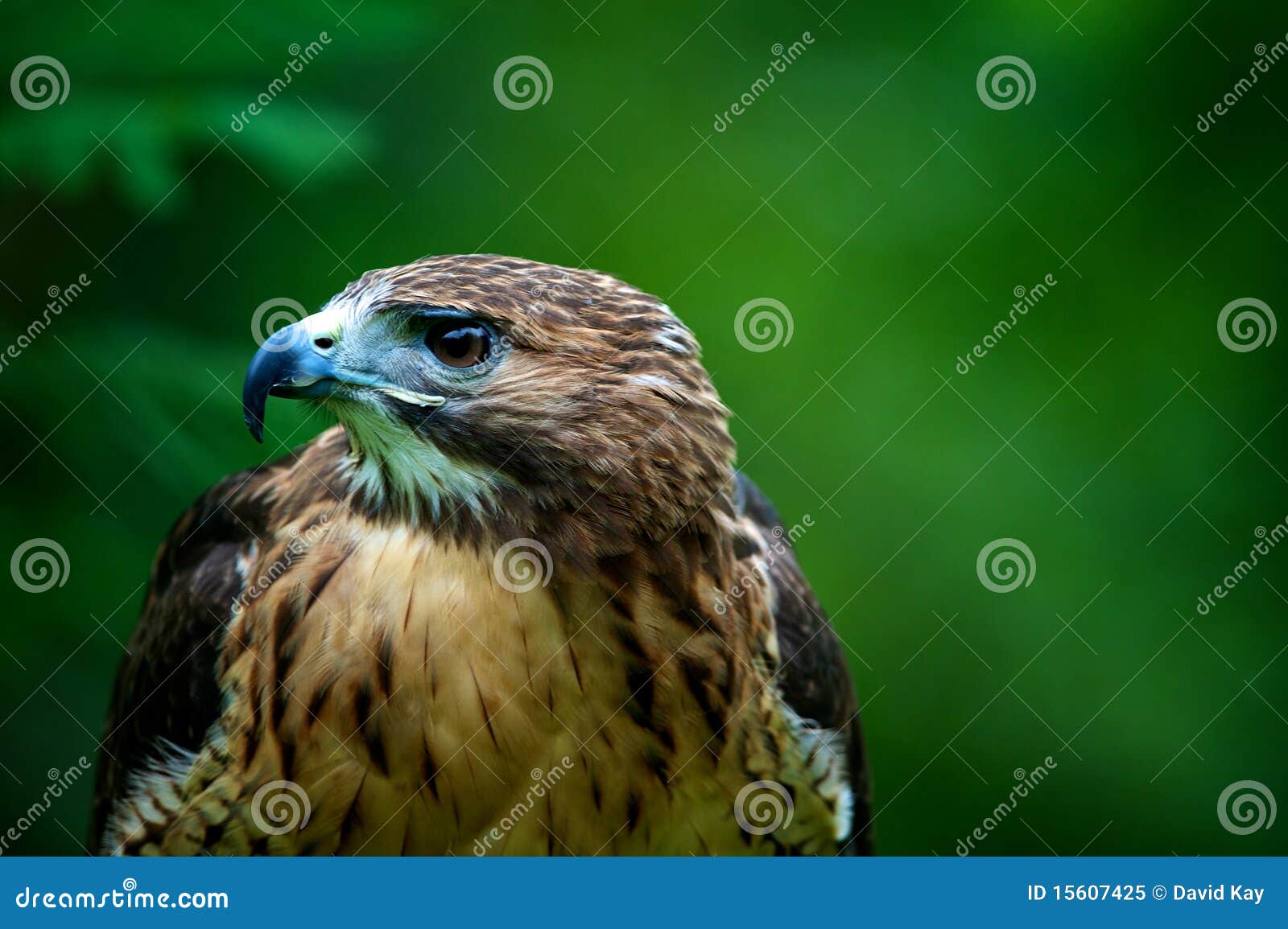 Red-tailed hawk in profile stock image. Image of stare - 15607425