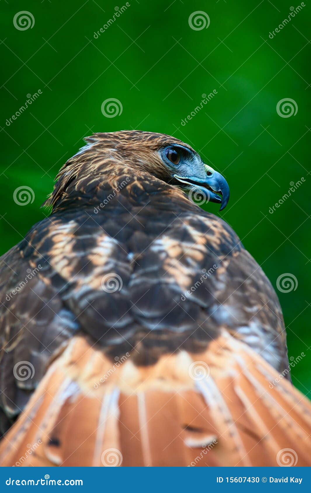 Red-tailed hawk in profile stock photo. Image of adult - 15607430