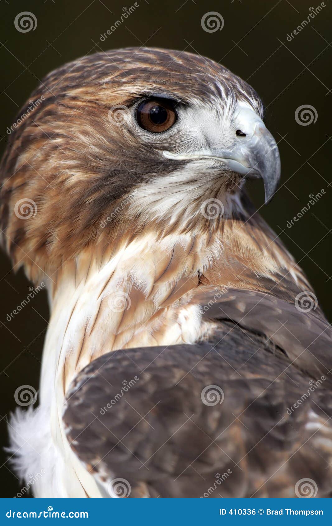 Red Tailed Hawk Profile stock photo. Image of redtailed - 410336