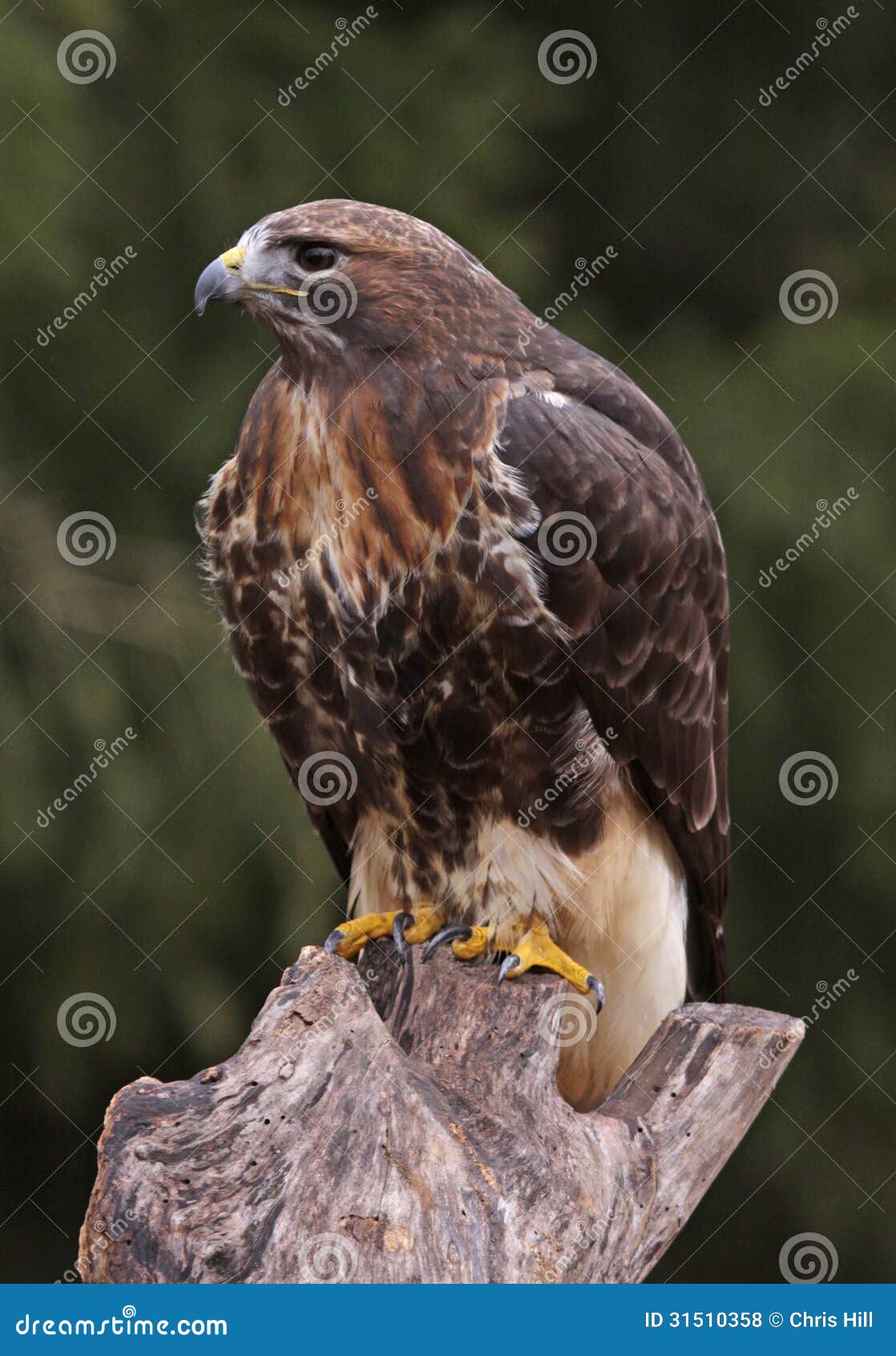 Red-tailed Hawk Profile stock photo. Image of stare, talon - 31510358
