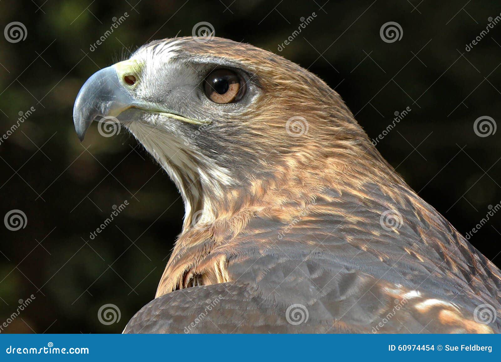Red-Tailed Hawk Profile stock photo. Image of head, buteo - 60974454