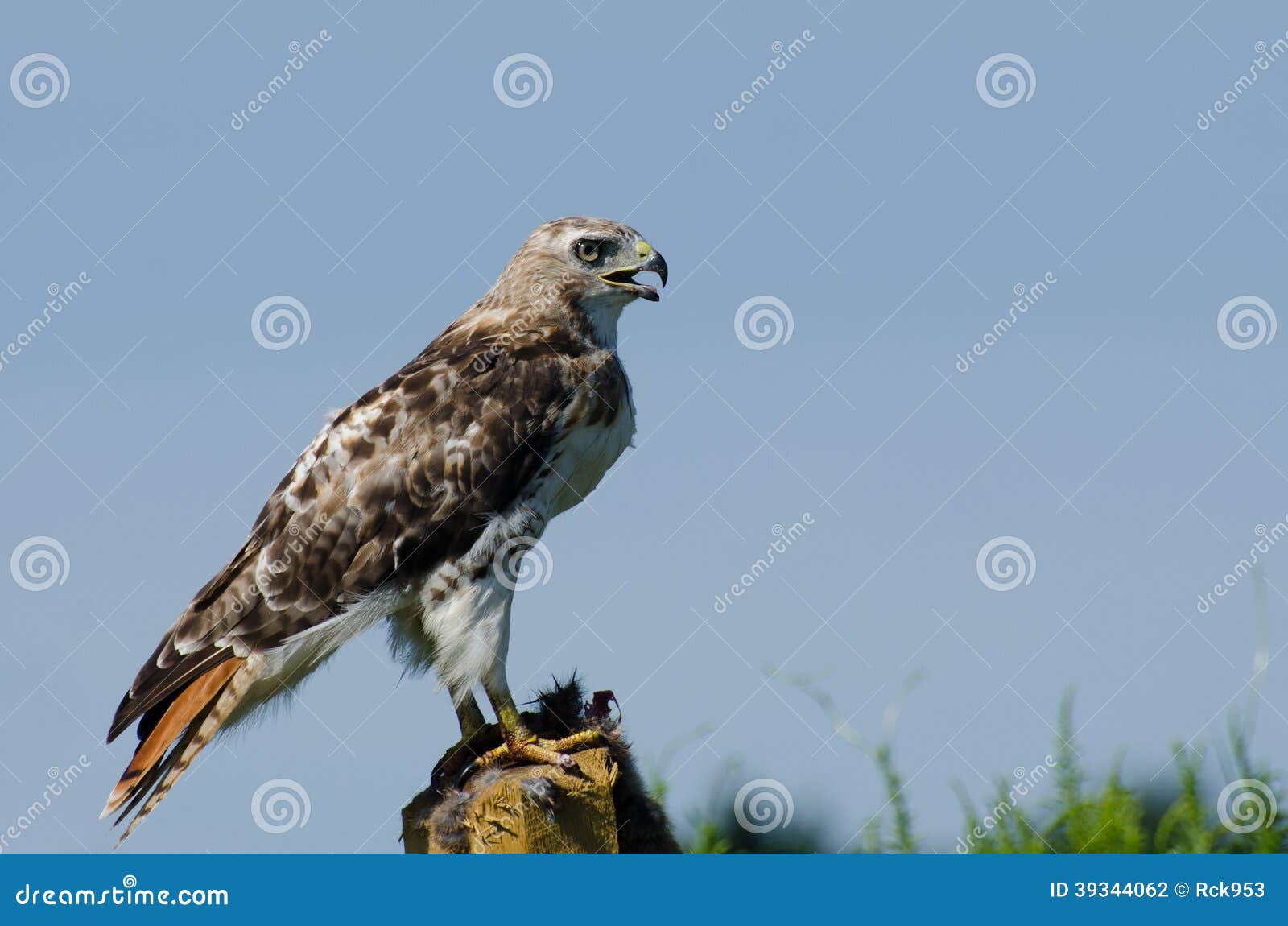 Red-Tailed Hawk Profile stock photo. Image of redbrown - 39344062