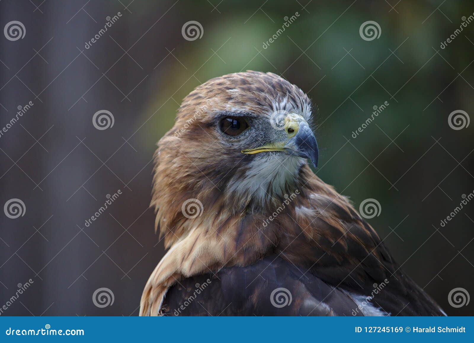 Red-tailed hawk in profile stock image. Image of feathers - 127245169