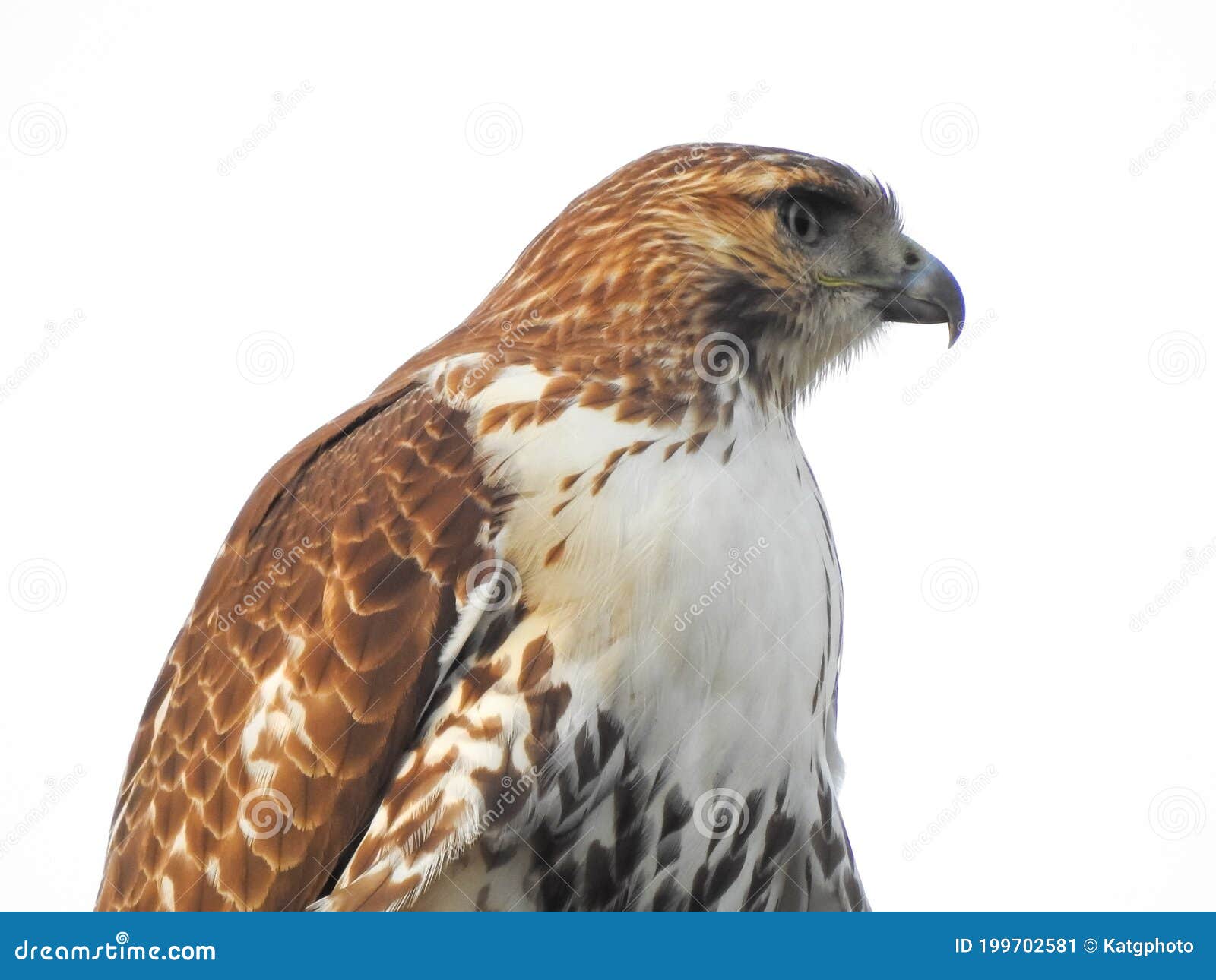 Red Tailed Hawk Profile Portrait Closeup Stock Image - Image of raptor ...