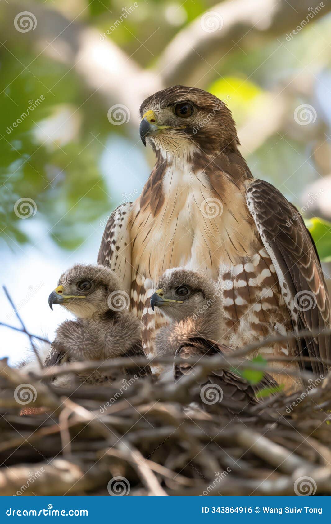 Red-tailed Hawk Protecting Young Chicks in Nest Stock Photo - Image of ...