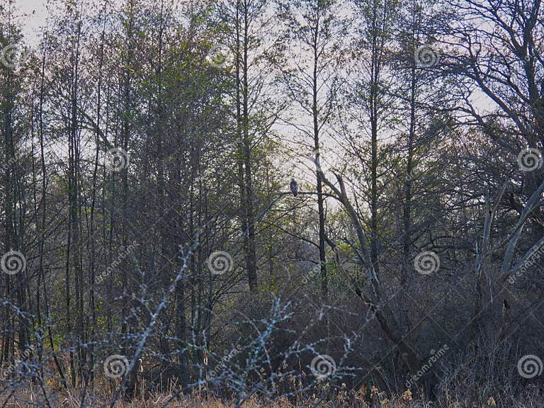 Red-Tailed Hawk Raptor Bird Perched on a Branch Stock Photo - Image of ...