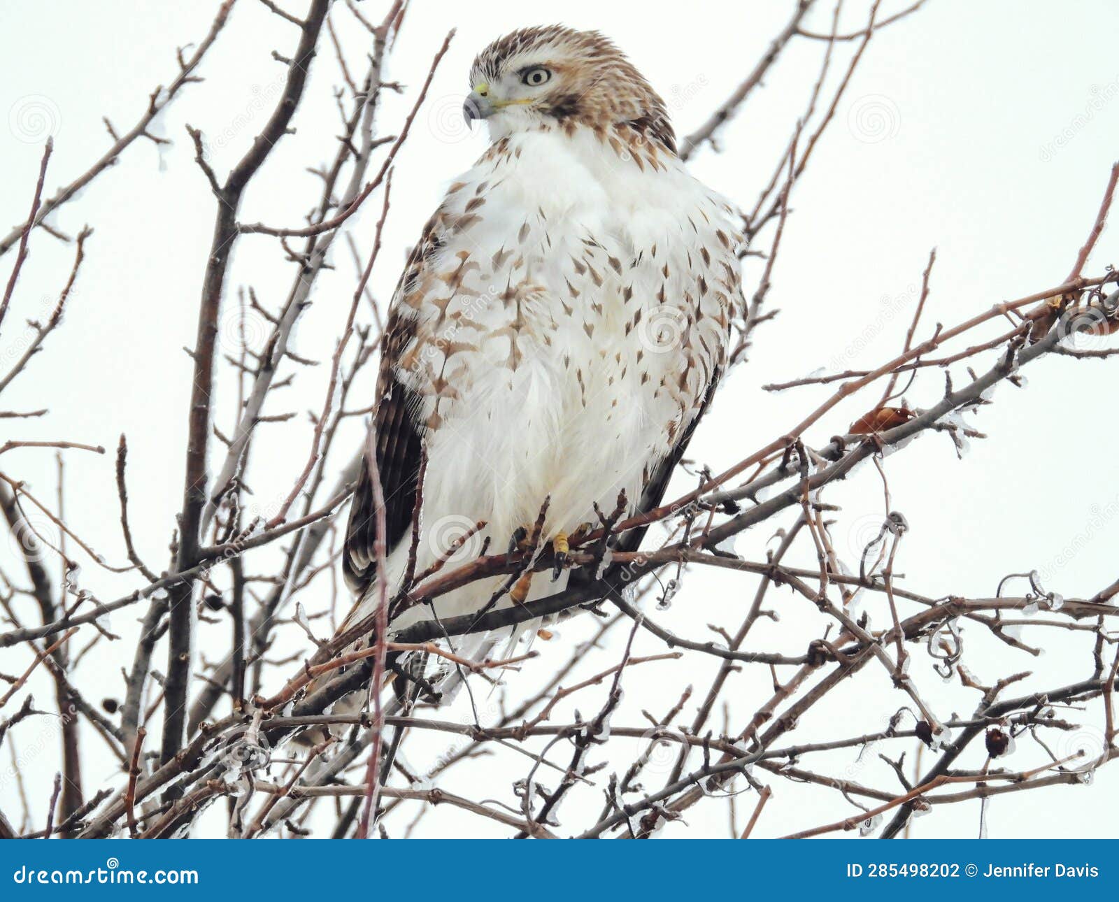 Red-Tailed Hawk Raptor Bird Perched in a Snow Filled Tree Stock Photo ...