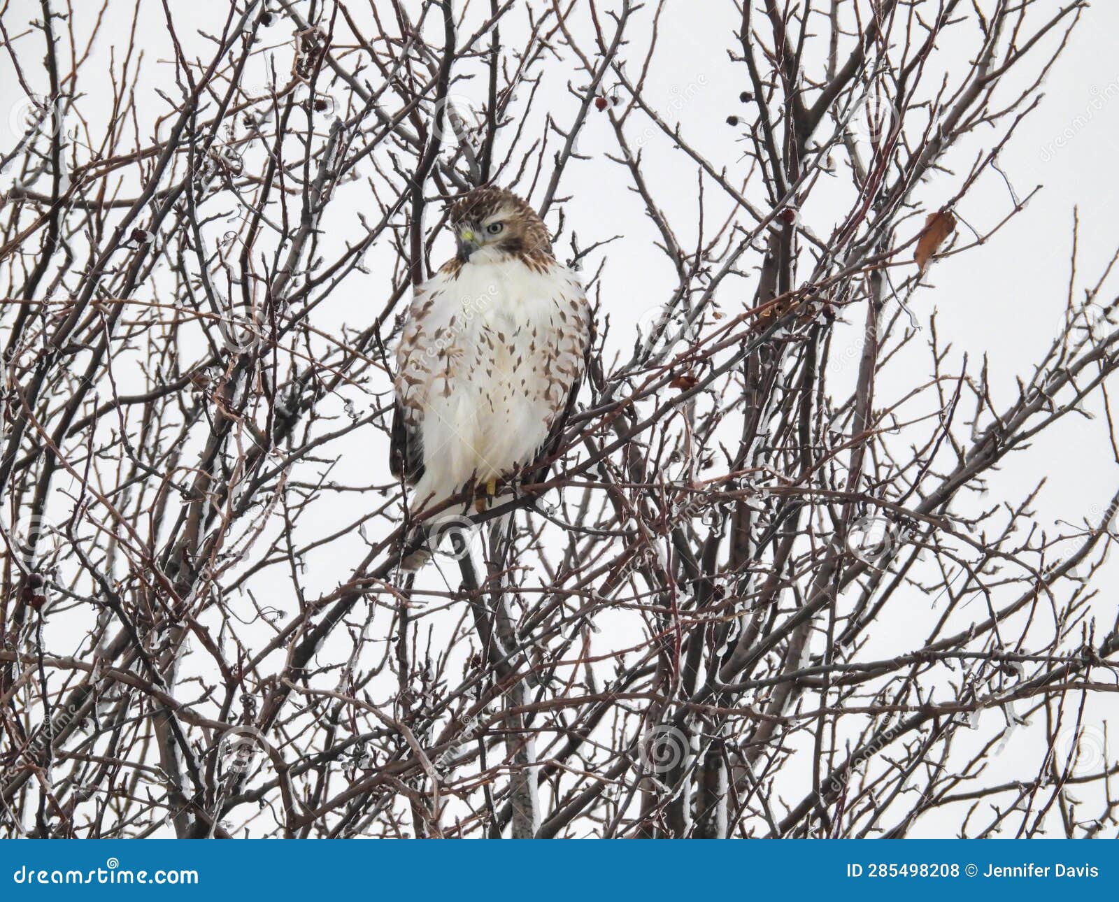 Red-Tailed Hawk Raptor Bird Perched in a Snow Filled Tree Stock Photo ...