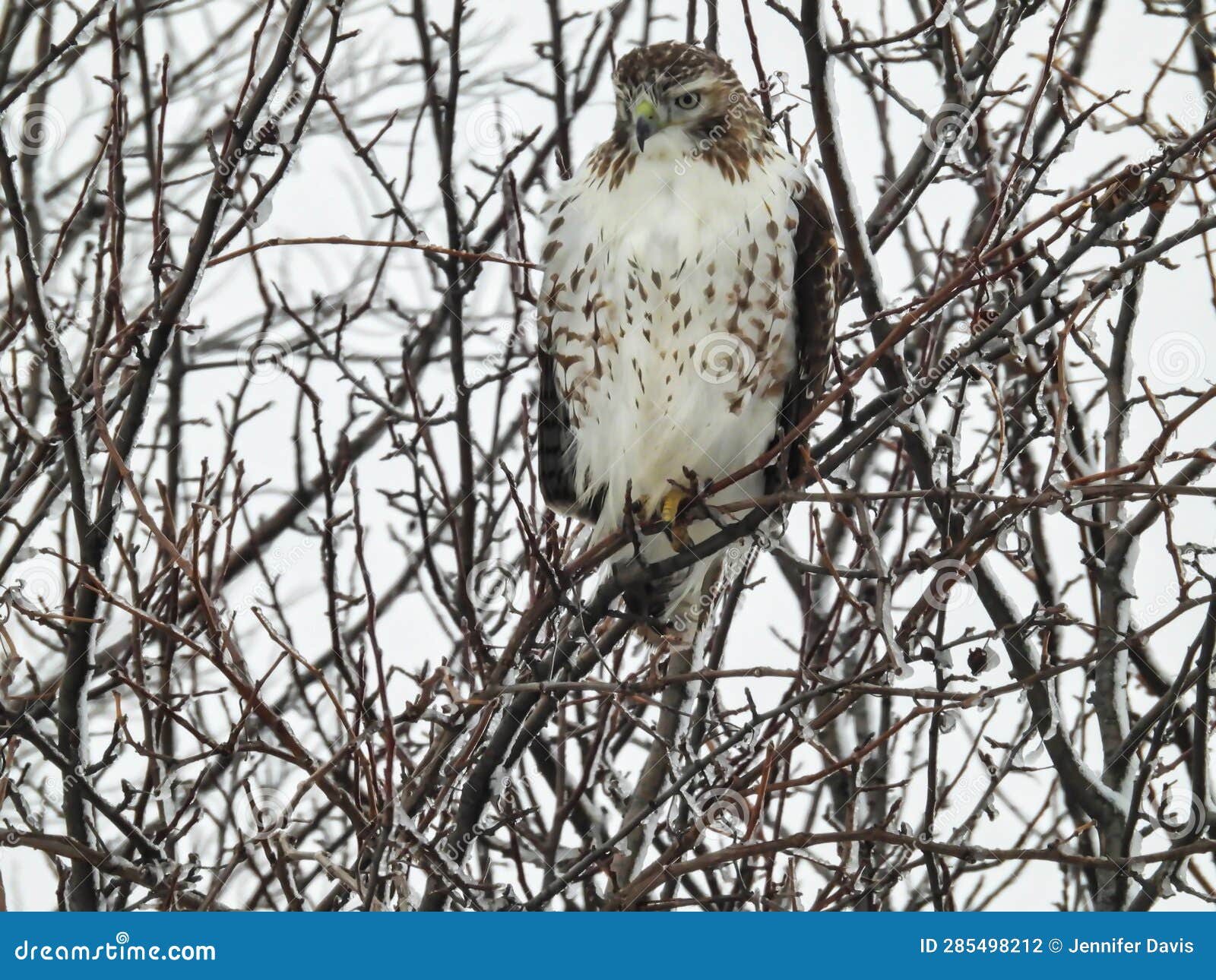 Red-Tailed Hawk Raptor Bird Perched in a Snow Filled Tree Stock Photo ...