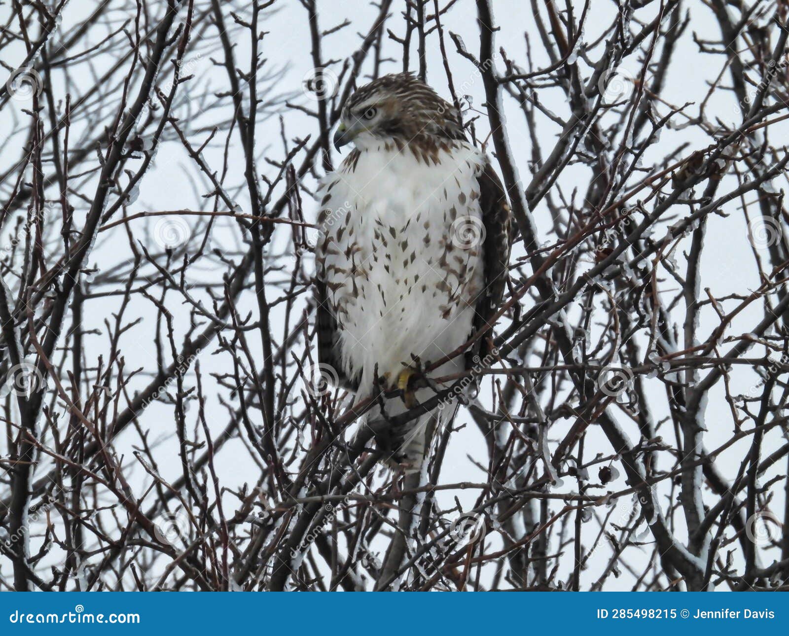 Red-Tailed Hawk Raptor Bird Perched in a Snow Filled Tree Stock Image ...