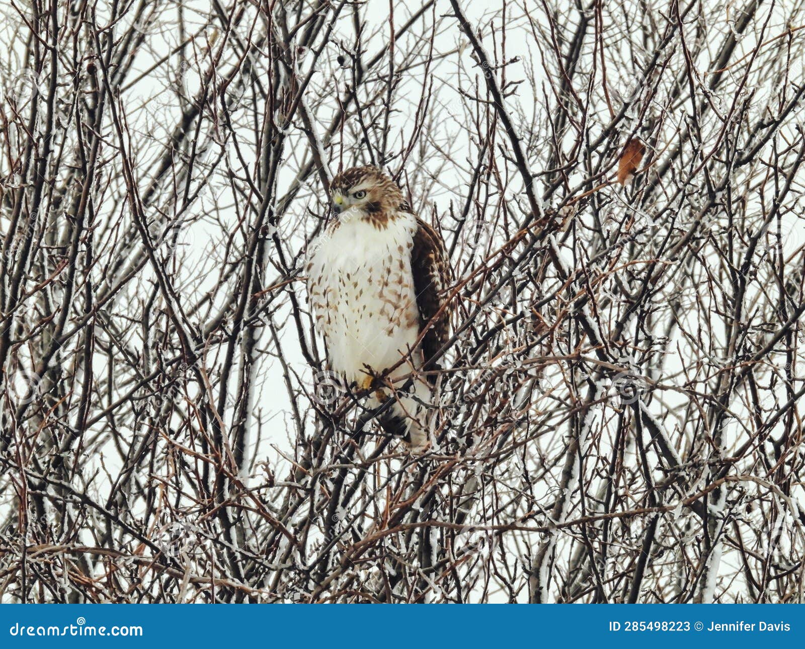 Red-Tailed Hawk Raptor Bird Perched in a Snow Filled Tree Stock Image ...