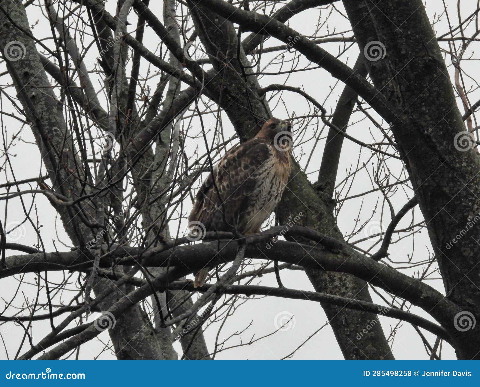 Red-Tailed Hawk Raptor Bird Perched in a Tree Stock Photo - Image of ...