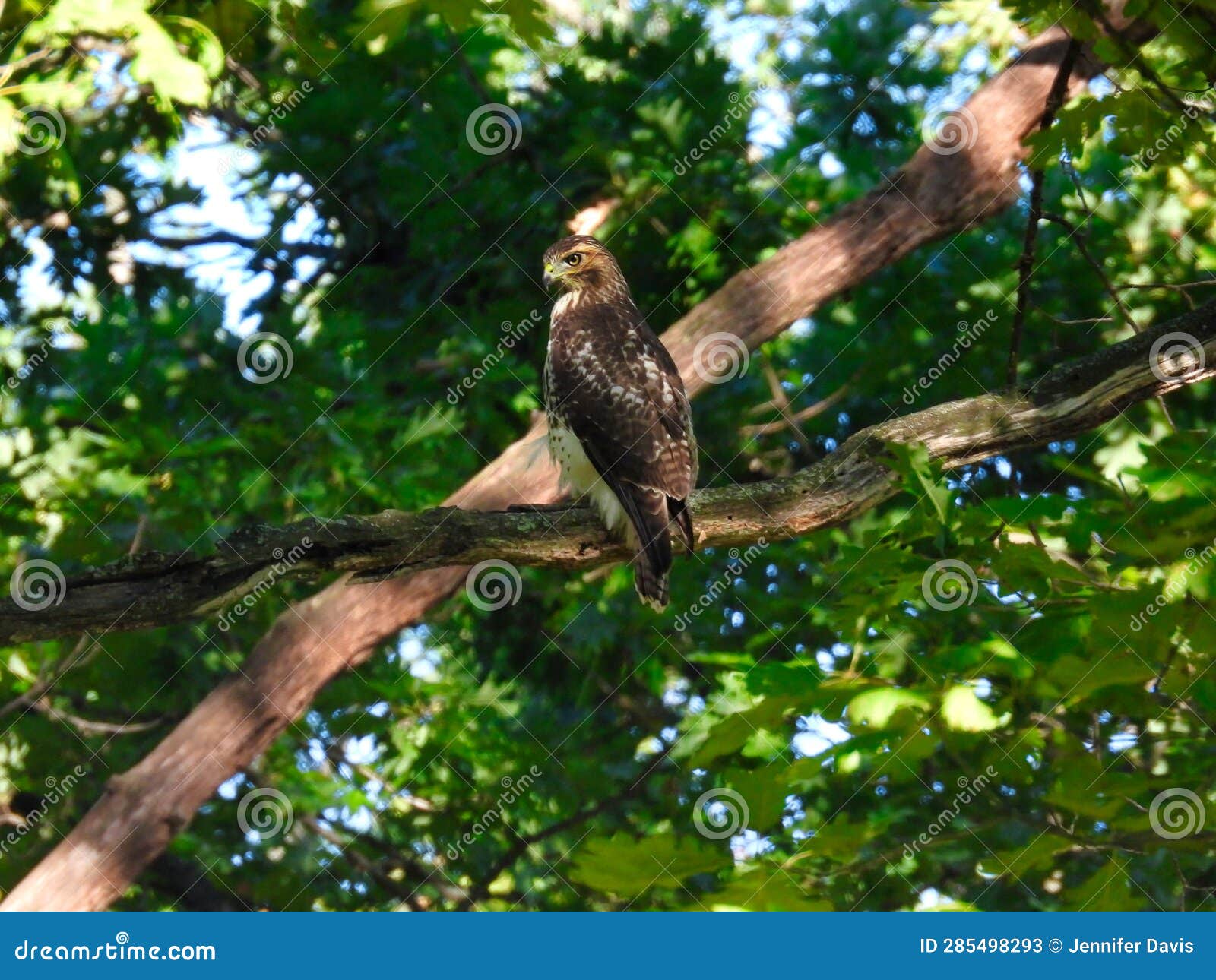 Red-Tailed Hawk Raptor Bird Perched in a Tree in the Forest Stock Image ...