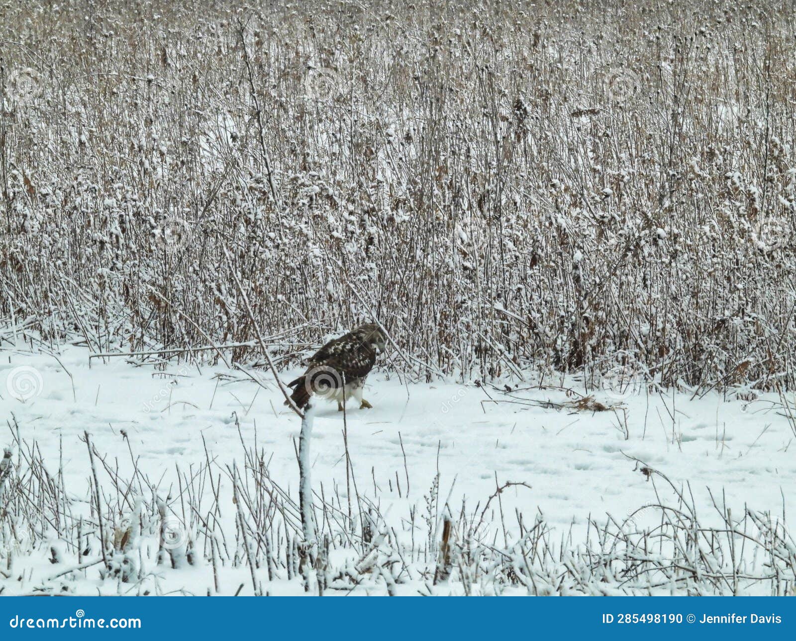 Red-Tailed Hawk Raptor Bird on the Snow Filled Ground Stock Photo ...