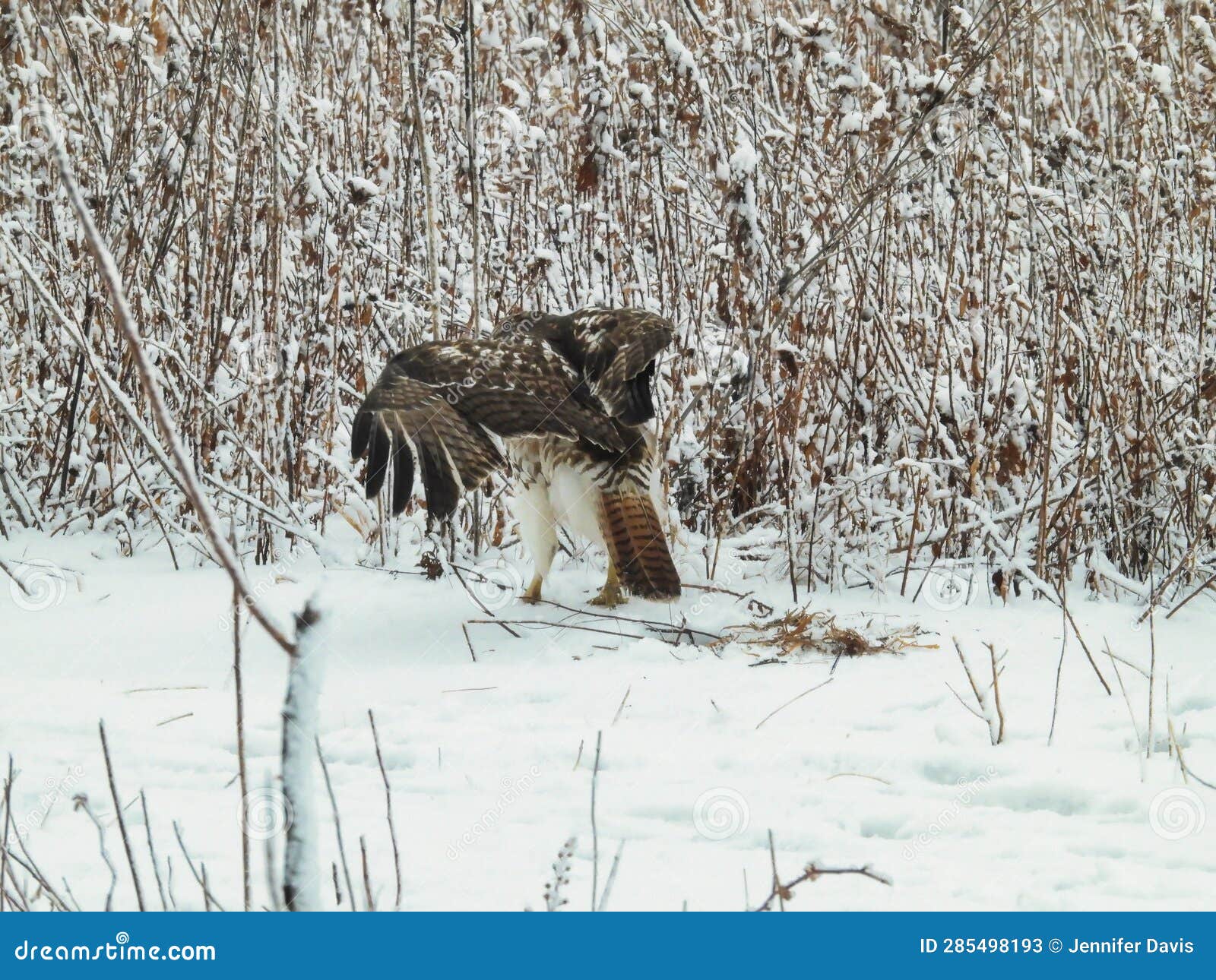 Red-Tailed Hawk Raptor Bird on the Snow Filled Ground Stock Image ...