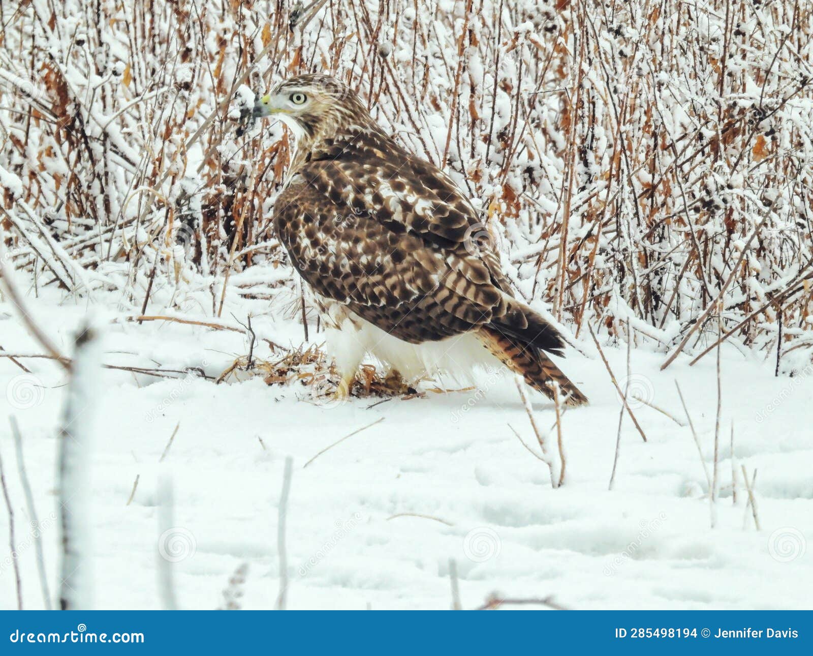 Red-Tailed Hawk Raptor Bird on the Snow Filled Ground Stock Photo ...