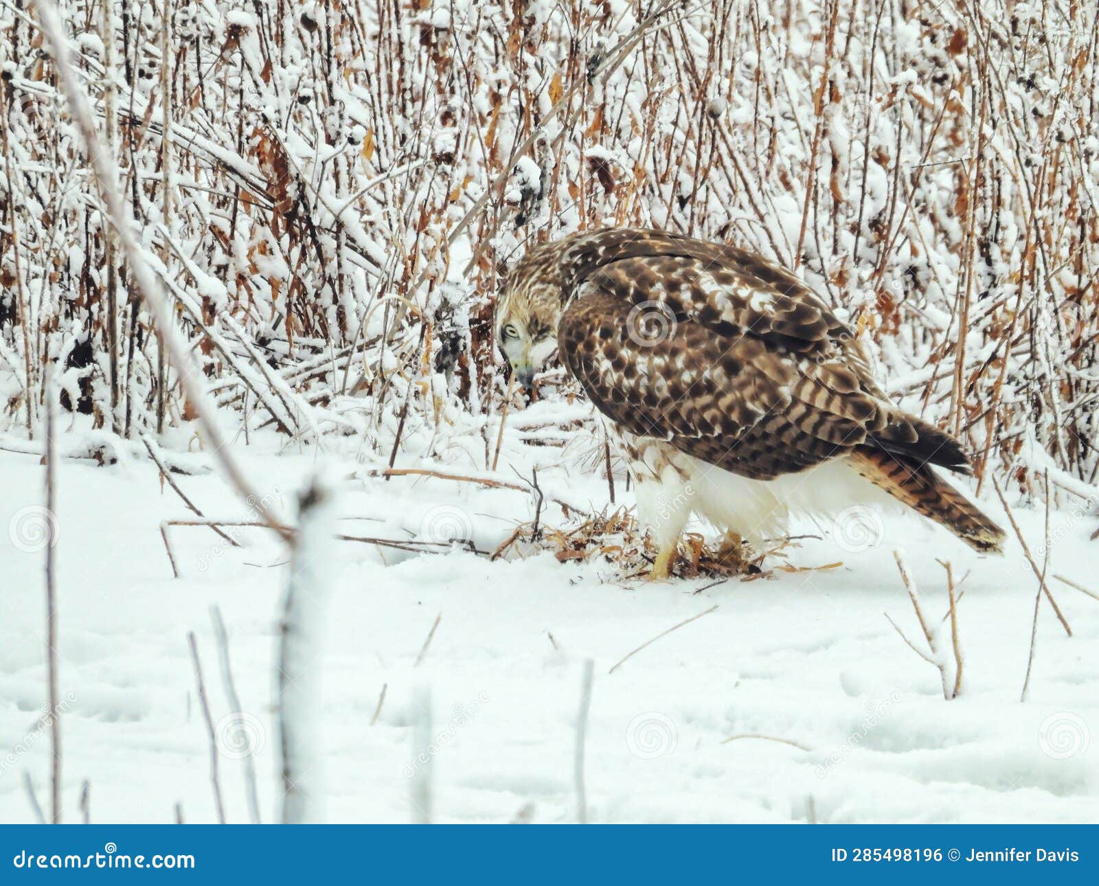 Red-Tailed Hawk Raptor Bird on the Snow Filled Ground Stock Photo ...