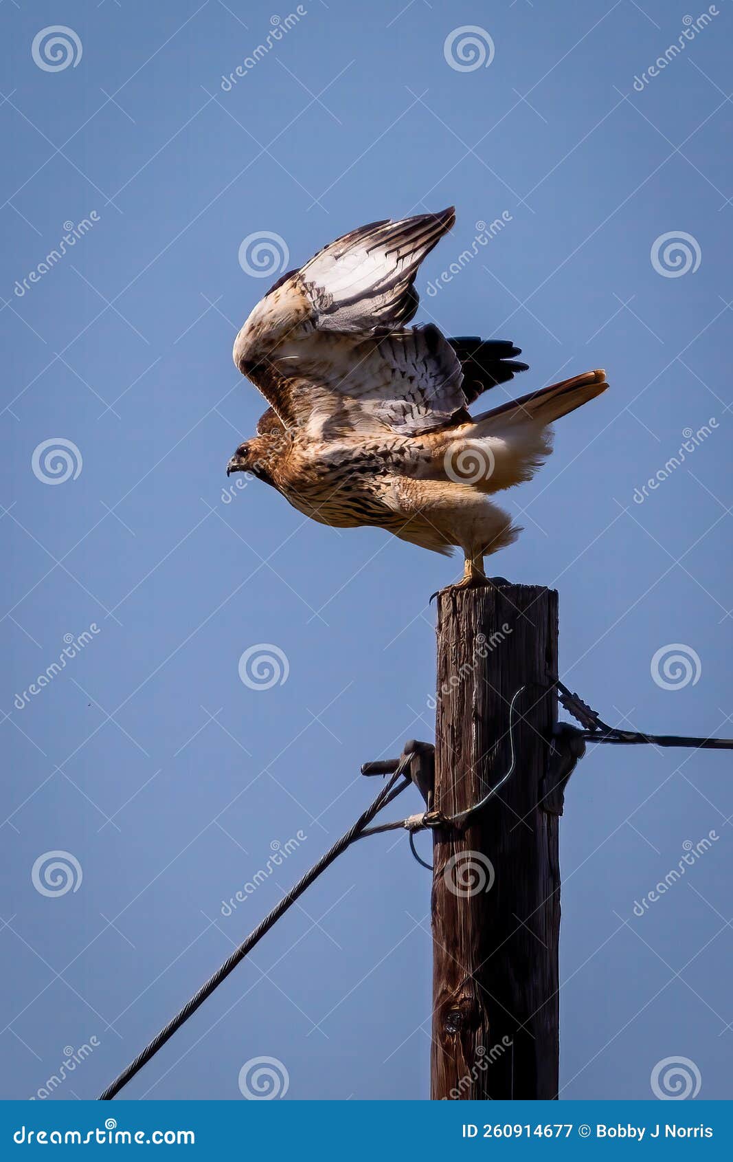 Red-tailed Hawk Ready for Flight with Blue Sky Stock Image - Image of ...