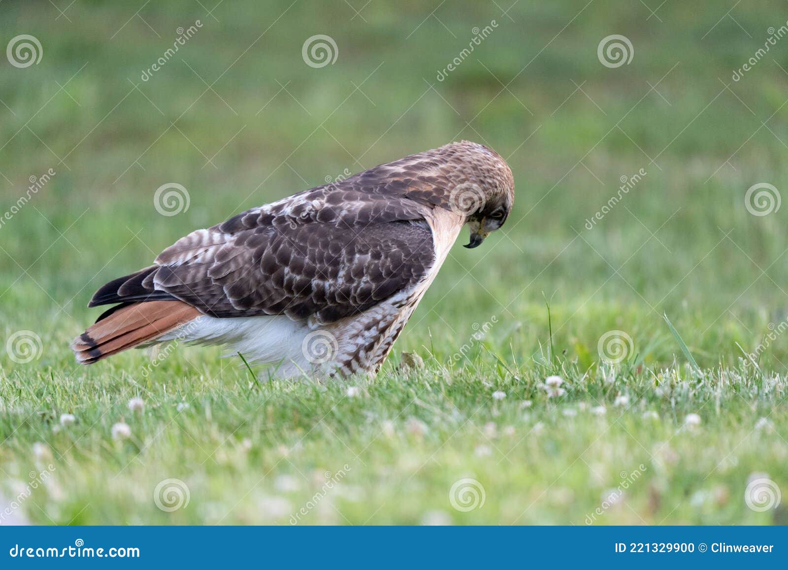 Red Tailed Hawk stock photo. Image of predator, hunter - 221329900