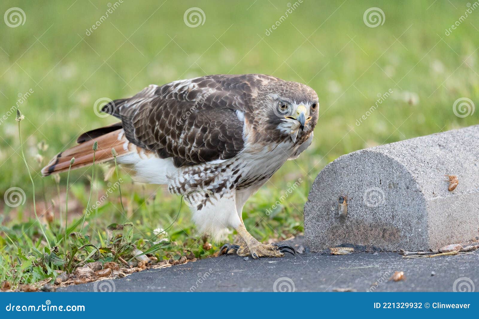 Hawk On The Ground Of A Field Royalty-Free Stock Photography ...