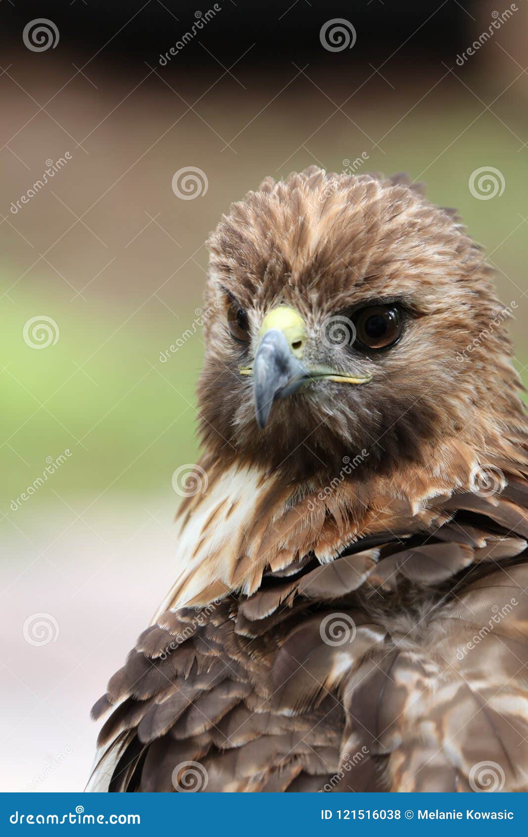 Red tailed Hawk stock photo. Image of feathers, white - 121516038