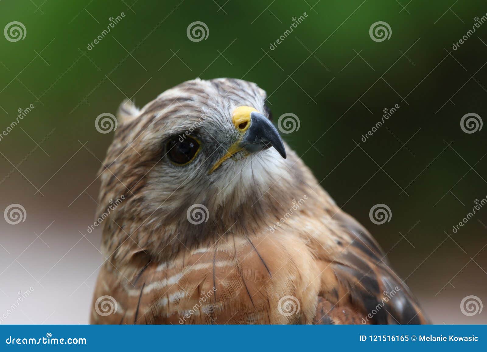 Red tailed Hawk stock image. Image of buteo, bird, florida - 121516165
