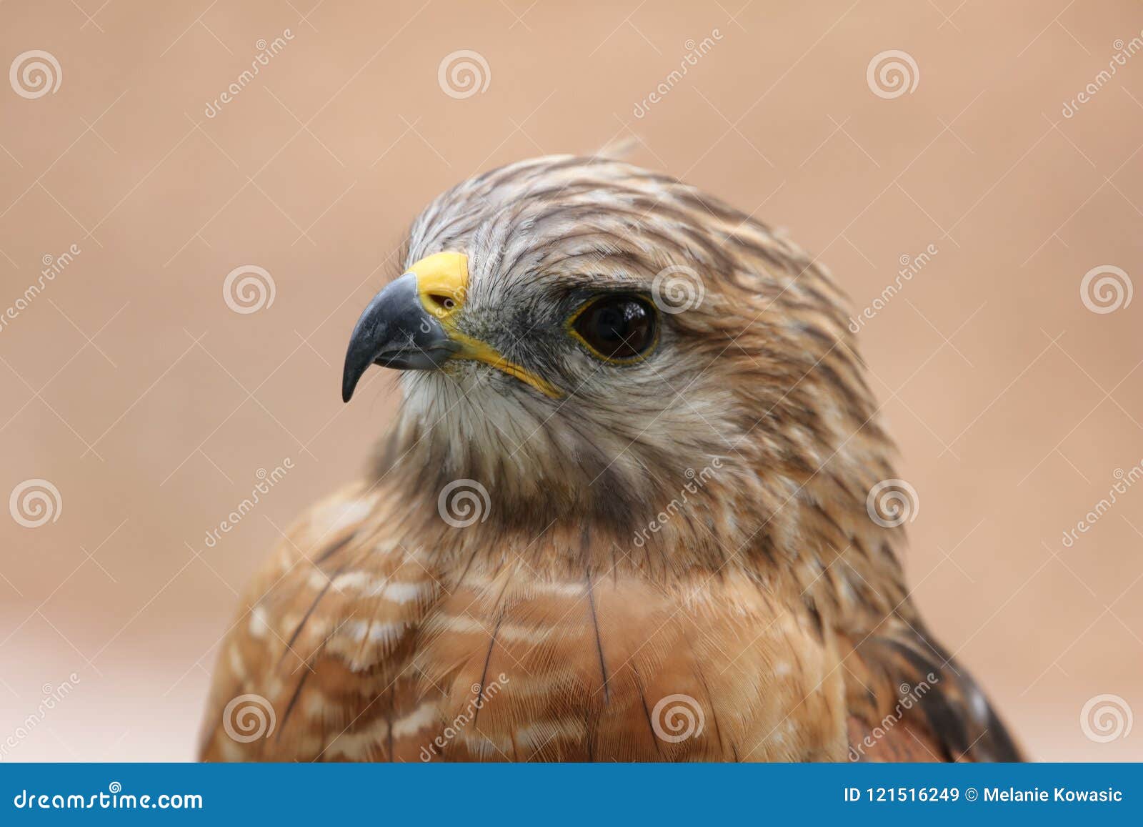Red tailed Hawk stock image. Image of portrait, buteo - 121516249