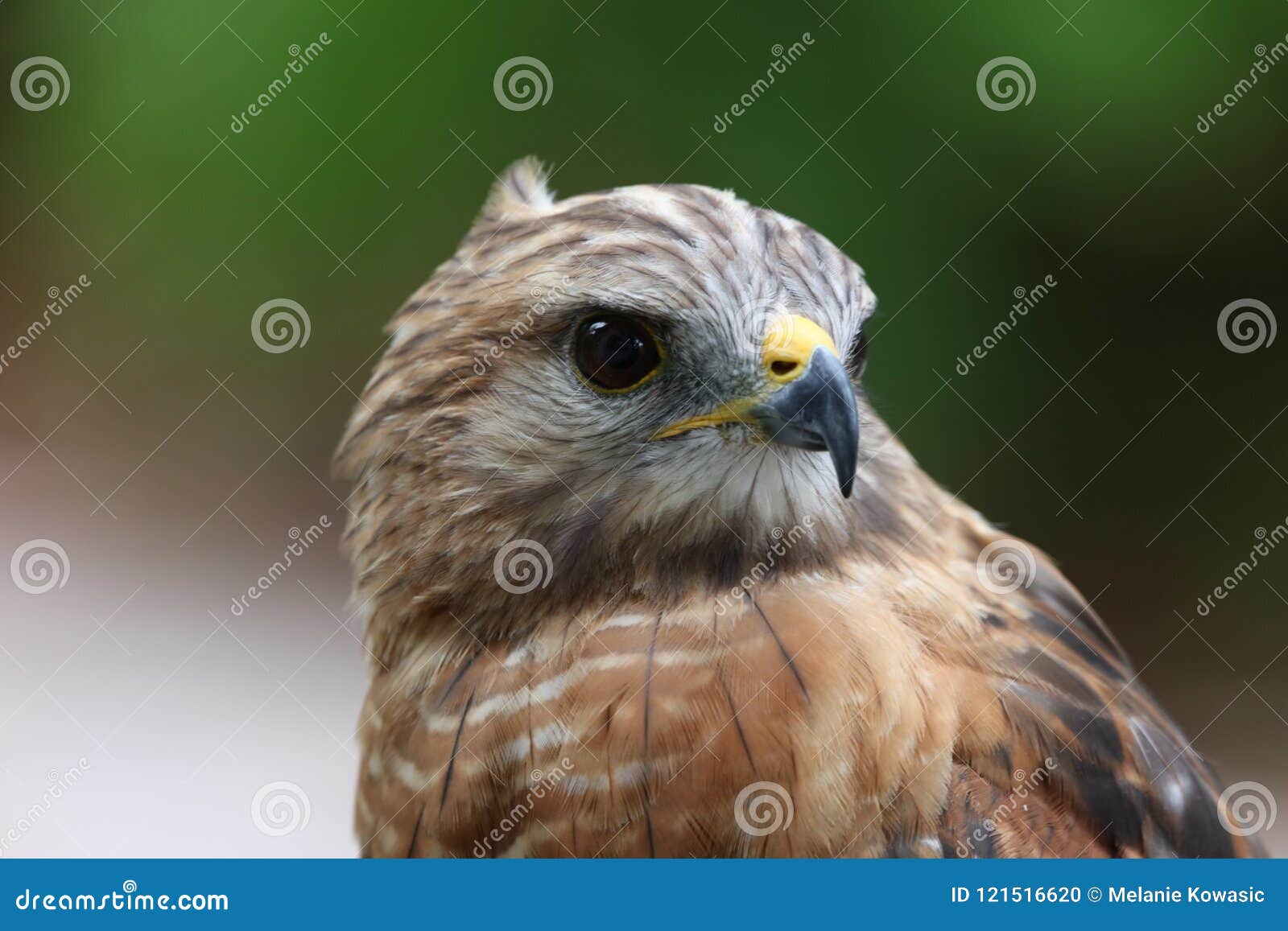 Red tailed Hawk stock photo. Image of tailed, tree, prey - 121516620
