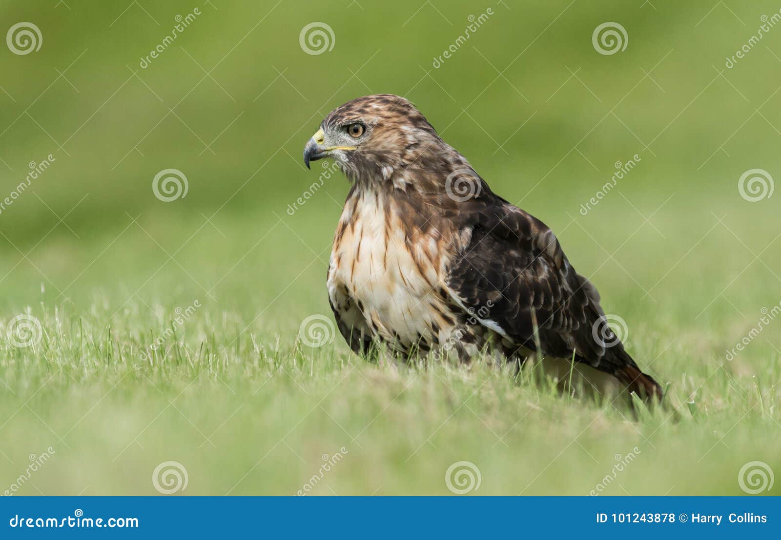 Red Tailed Hawk stock photo. Image of coast, columbia - 101243878