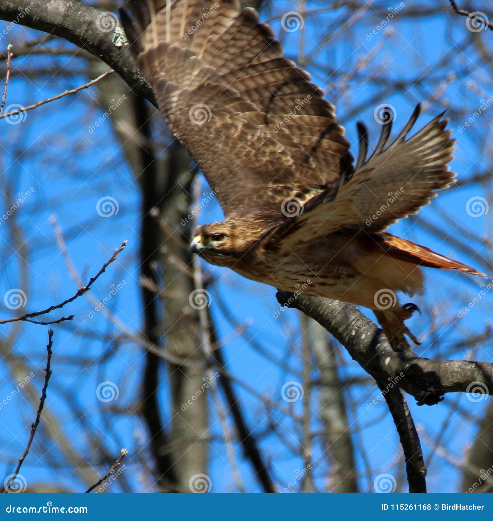 Red-tailed Hawk stock photo. Image of wildlife, birding - 115261168