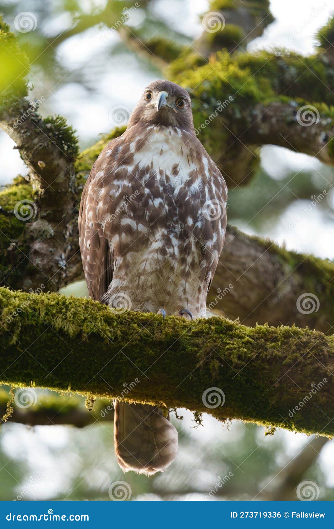 Red Tailed Hawk Resing on Tree Top Stock Photo - Image of bird, posing ...
