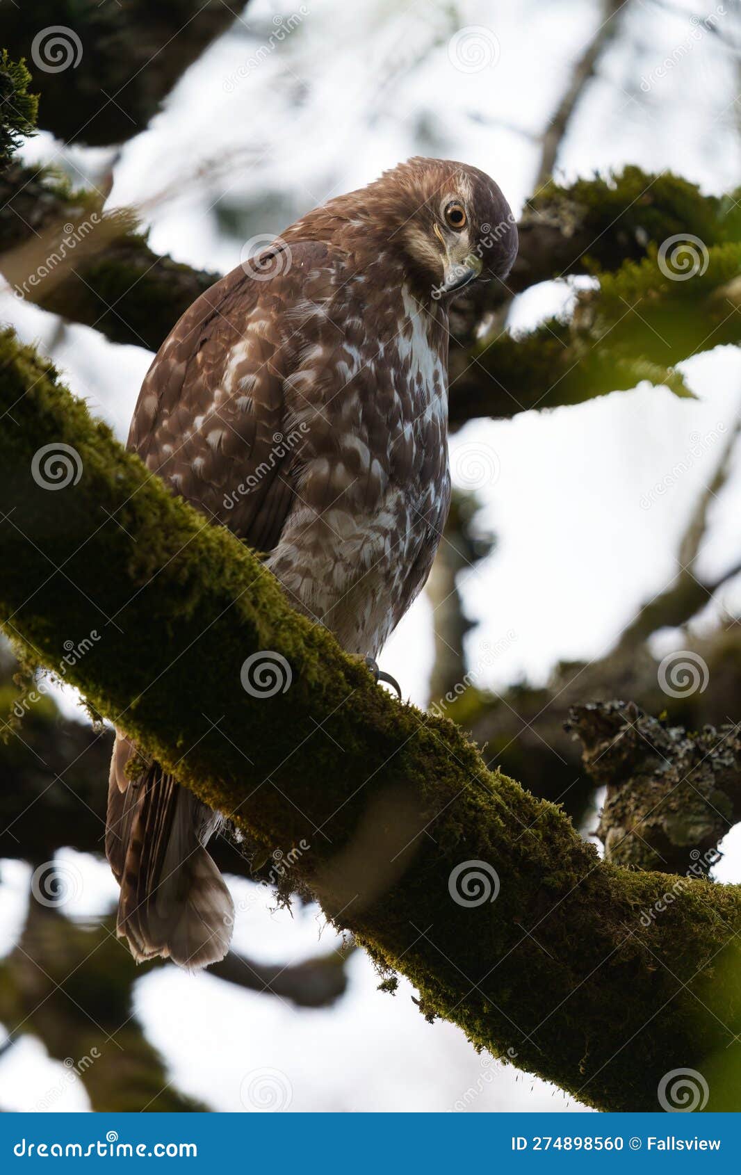 Red Tailed Hawk Resing on Tree Top Stock Photo - Image of hawks, posing ...
