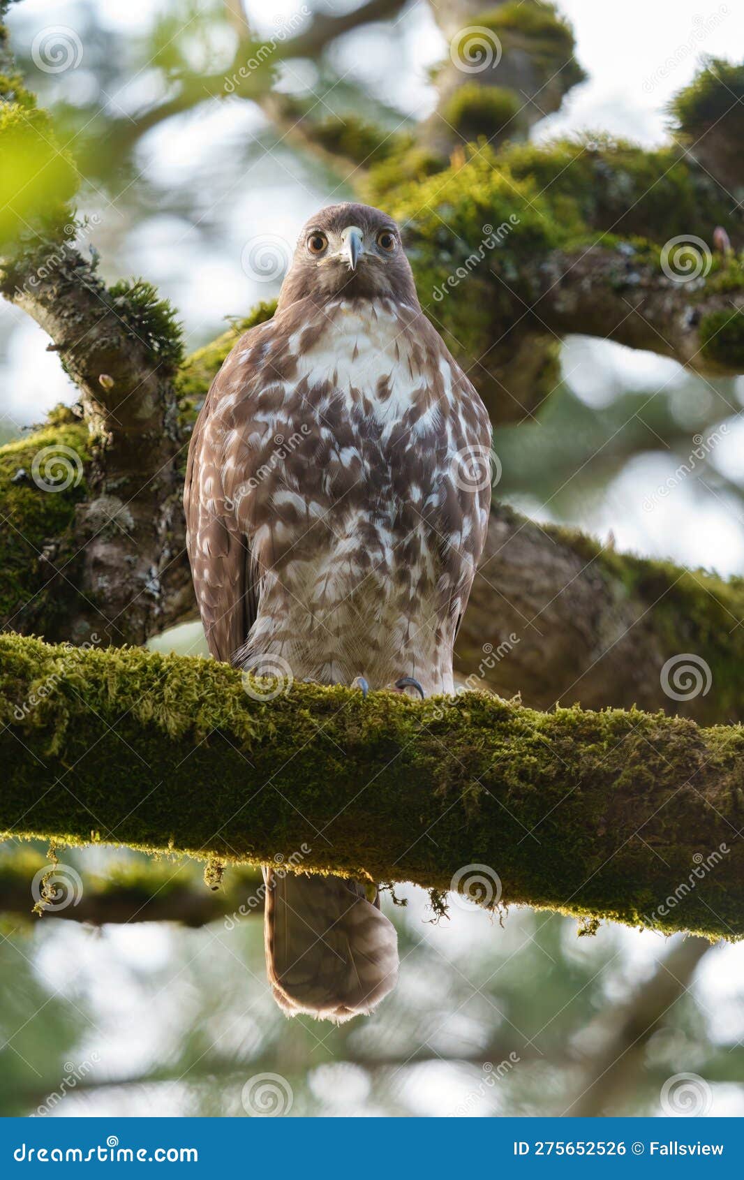 Red Tailed Hawk Resing on Tree Top Stock Photo - Image of raptor, wings ...