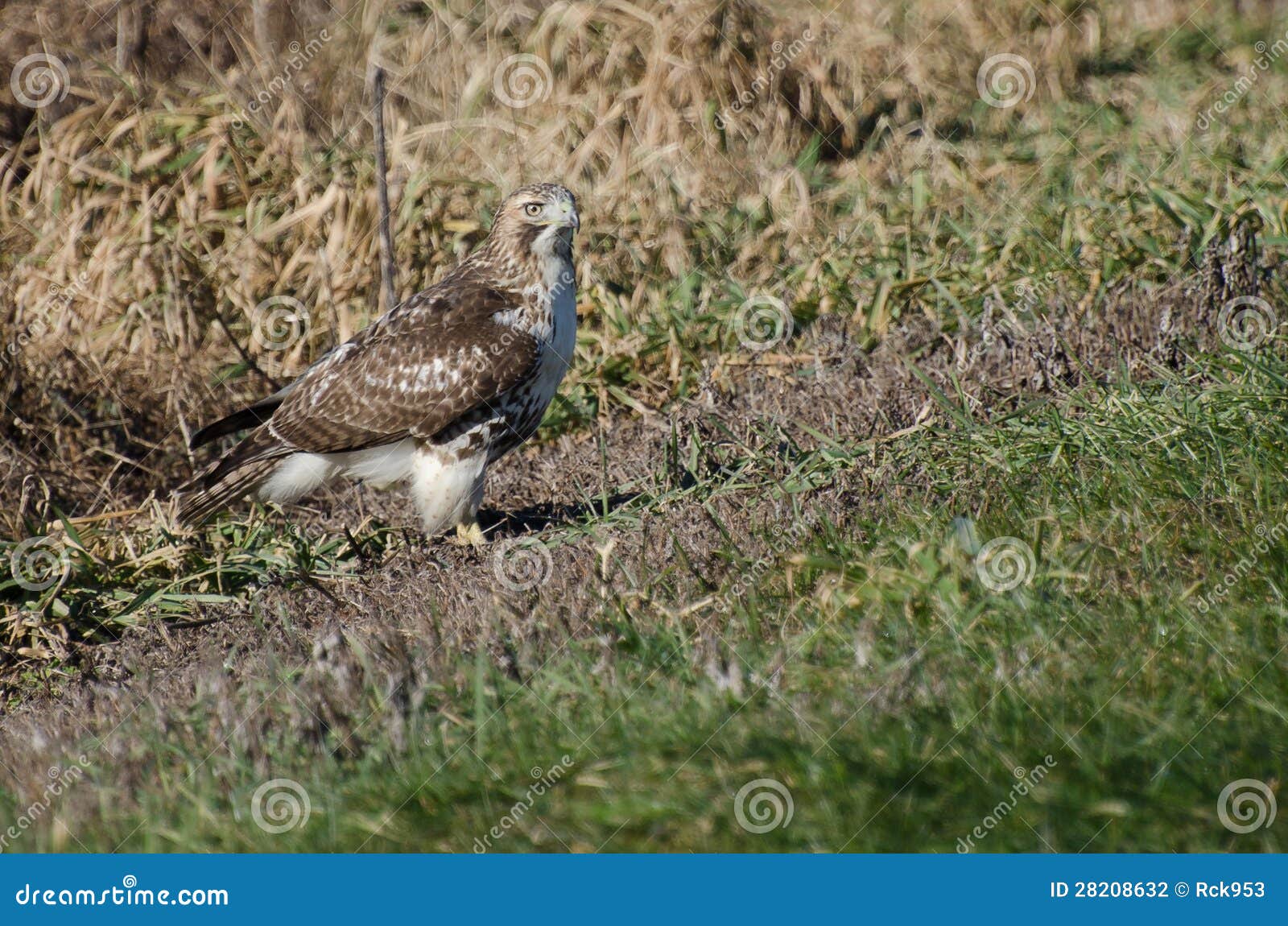 Red-Tailed Hawk Resting on the Ground Stock Photo - Image of bird ...