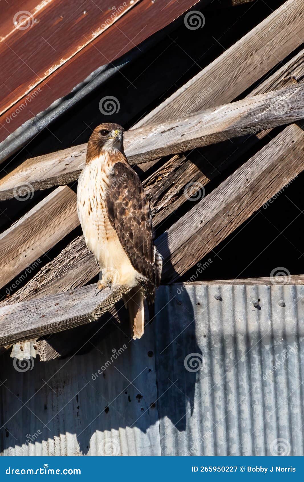 Red Tailed Hawk Resting on an Old Barn Stock Image - Image of resting ...