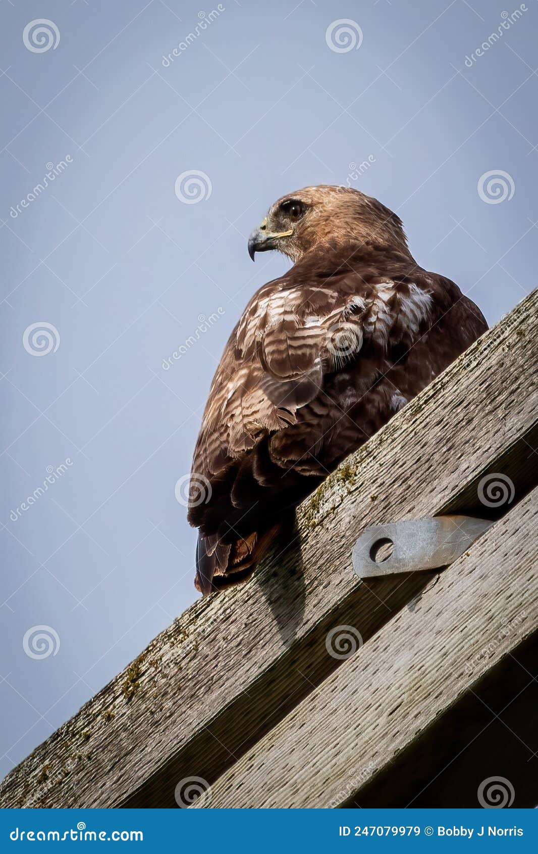 Red-tailed Hawk in Resting on Pole Stock Image - Image of spread, pole ...