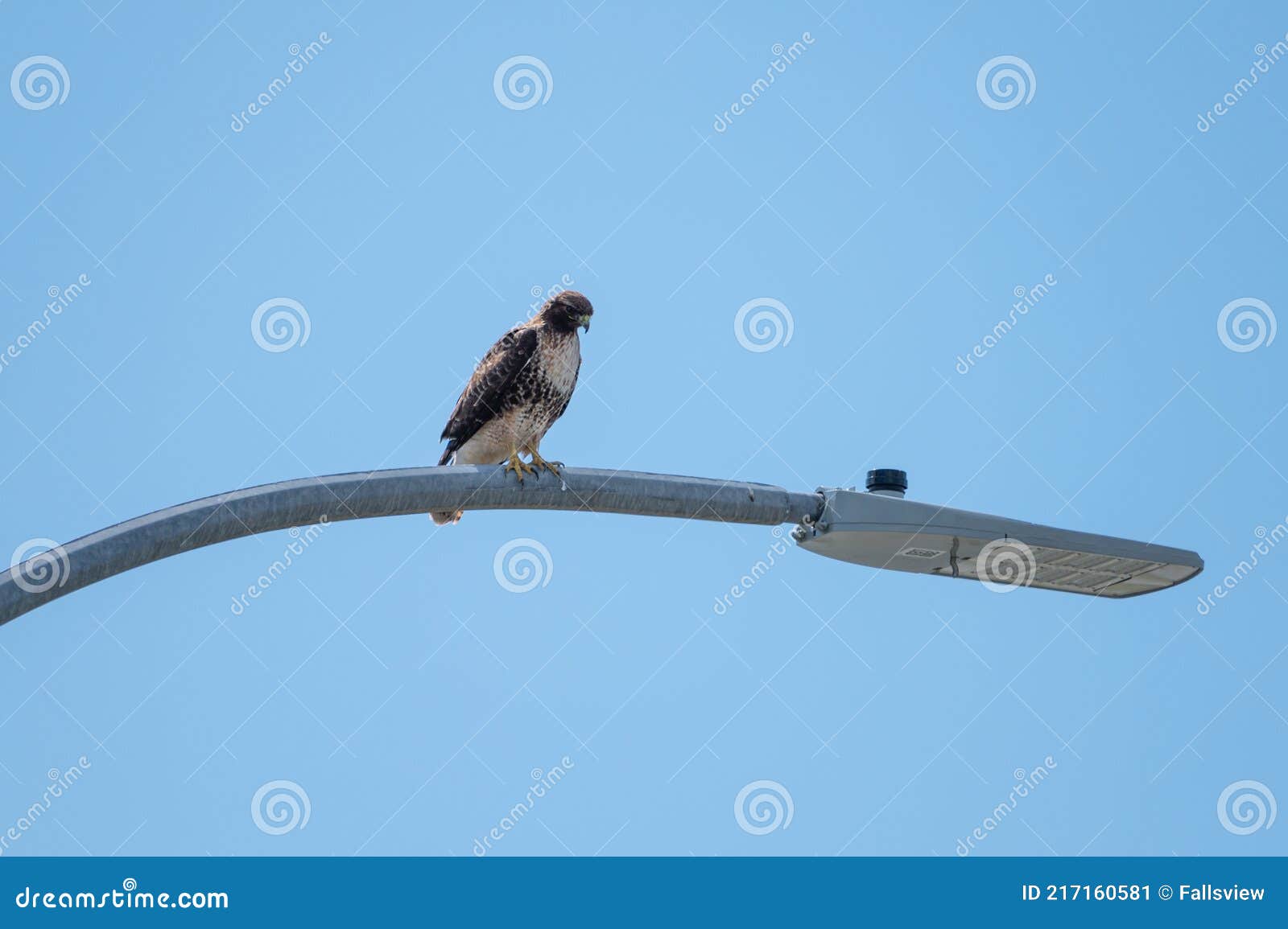 Red Tailed Hawk Resting on a Pole Stock Image - Image of raptor, broad ...